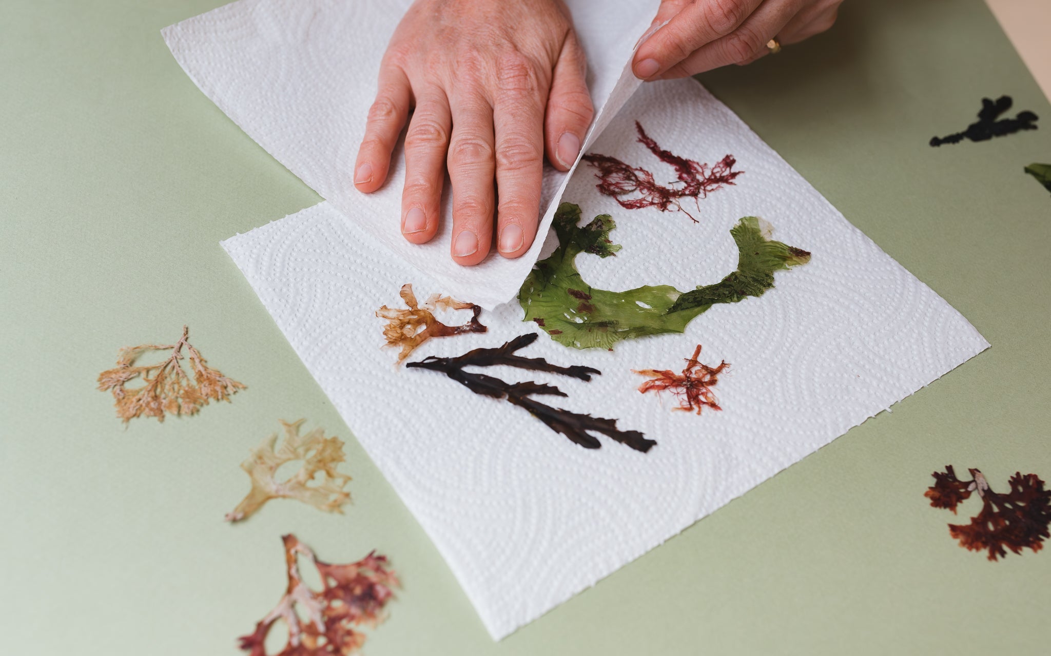 Seaweed Press – StudioWald
